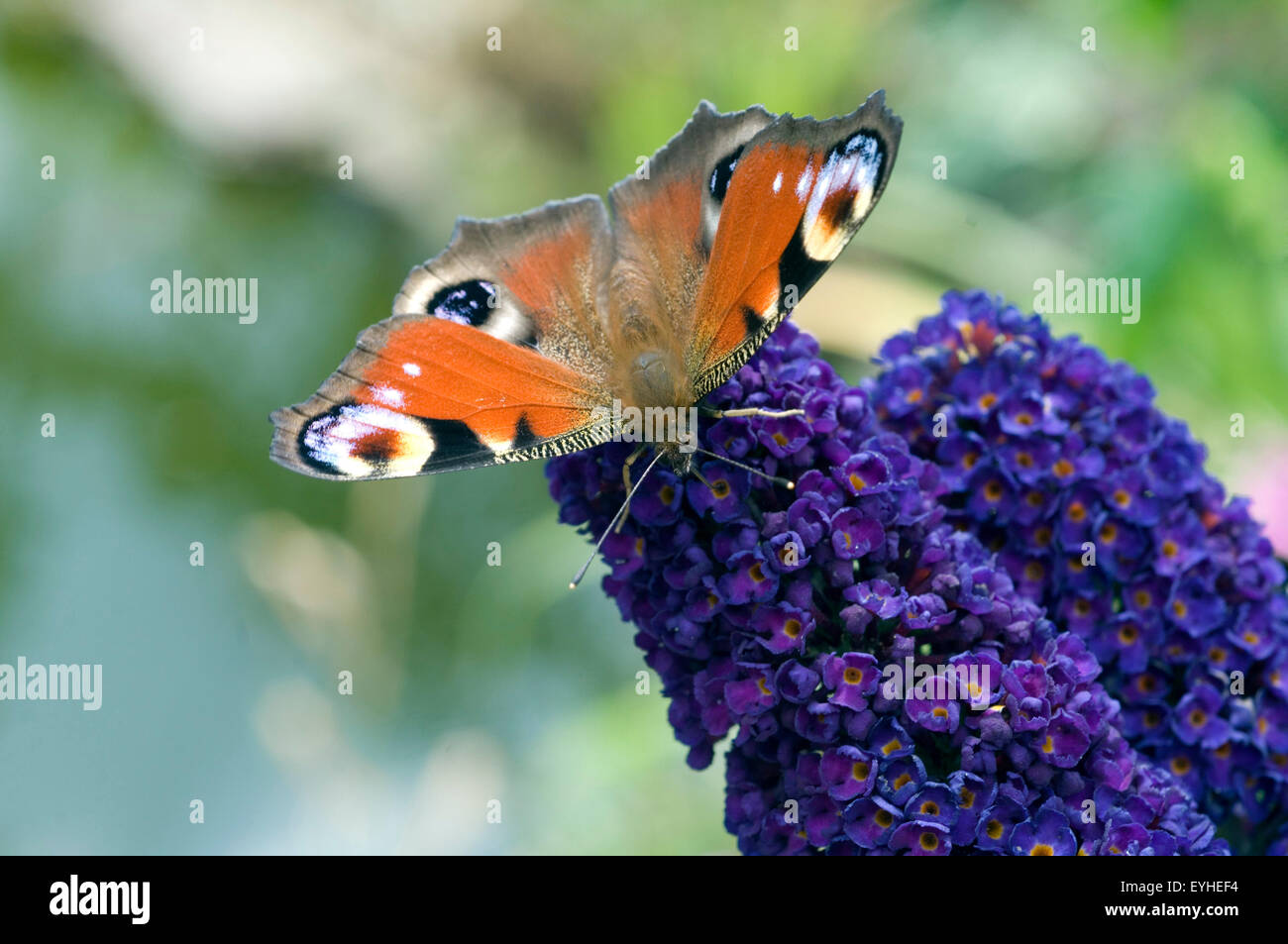 Schmetterling insekt inachis io hi-res stock photography and images - Alamy