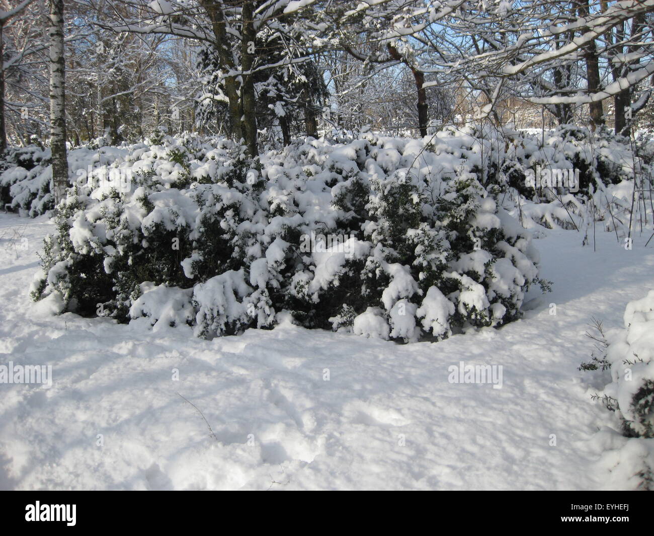 Ice sickle tree hi-res stock photography and images - Alamy