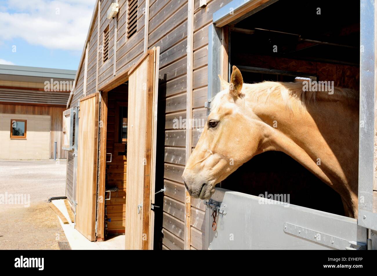 Portrait of a horse at the stables Stock Photo - Alamy