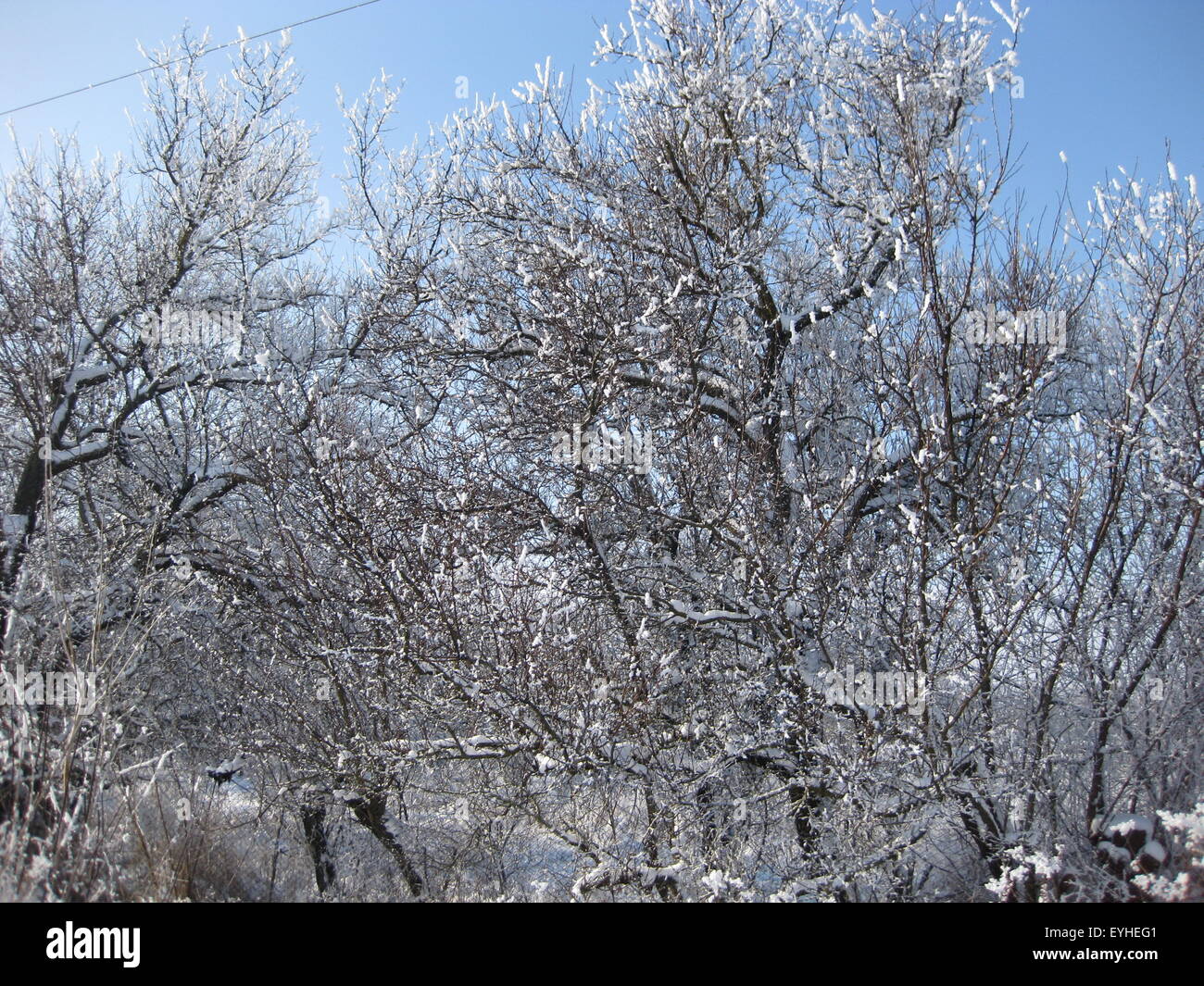 Ice sickle tree hi-res stock photography and images - Alamy