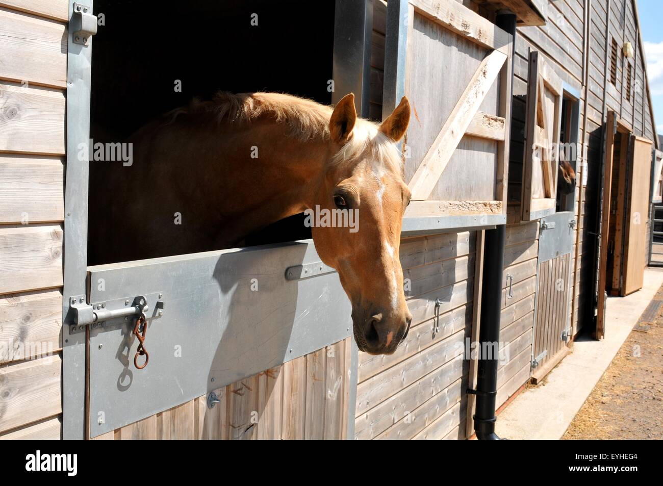 Portrait of a horse at the stables Stock Photo - Alamy