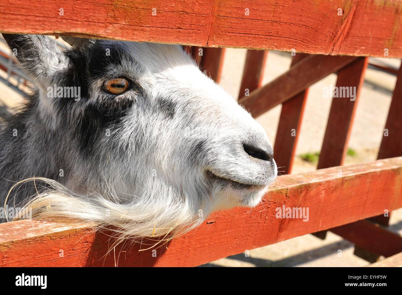 Close up of goat at the farm Stock Photo - Alamy
