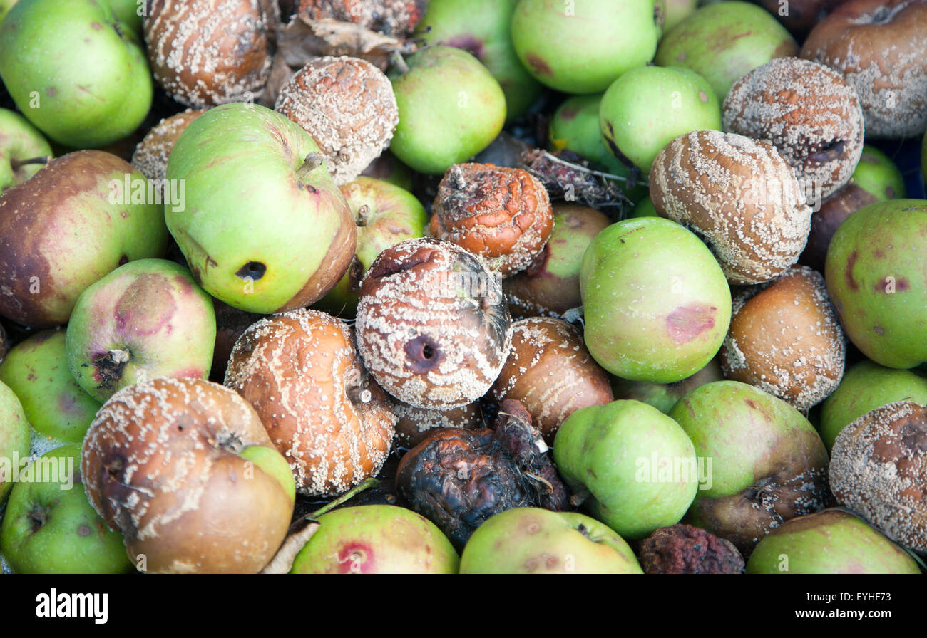 Rotting fruits hi-res stock photography and images - Alamy