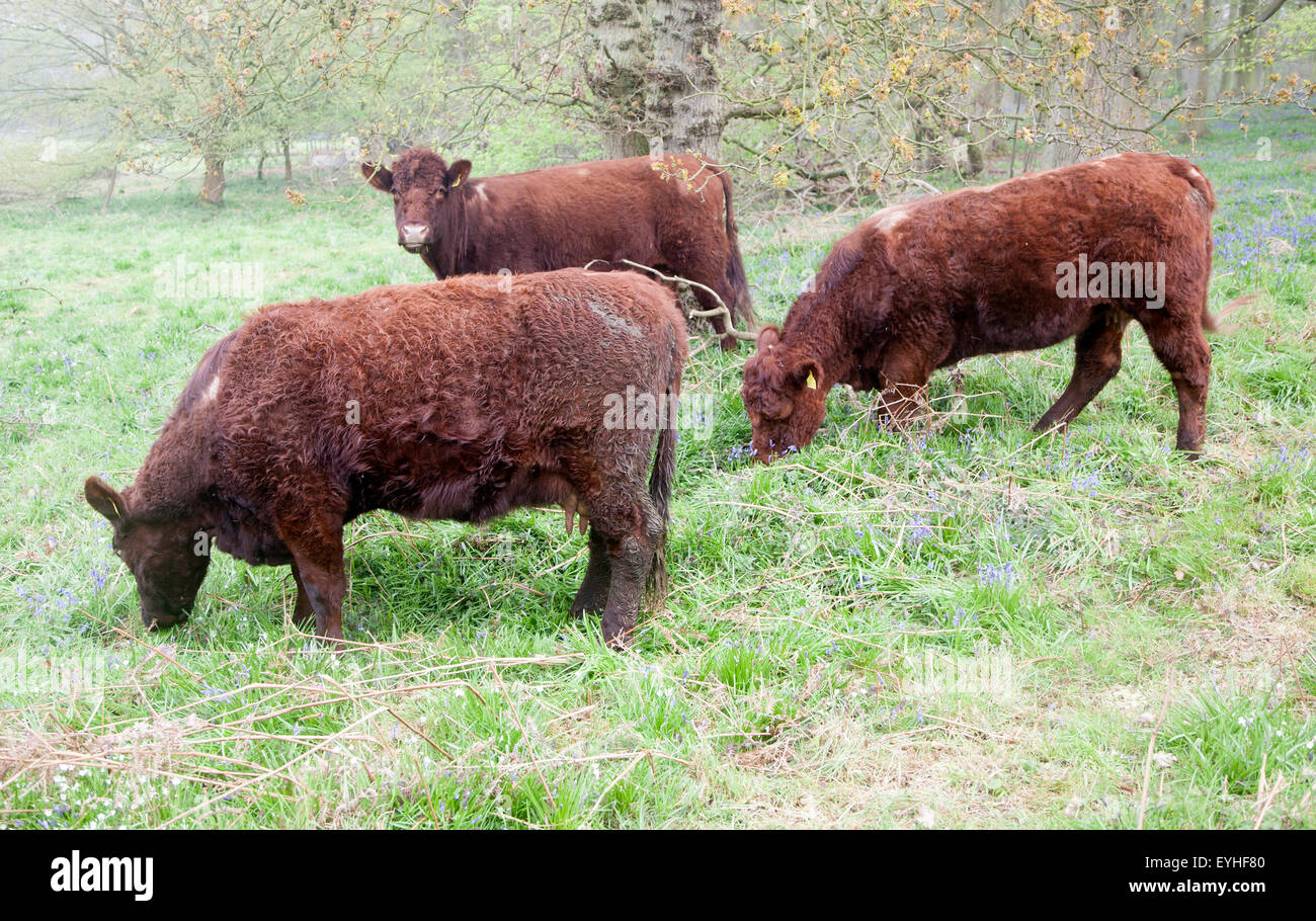 Red poll cattle grazing in a field near Sudbourne, Suffolk, England, UK ...