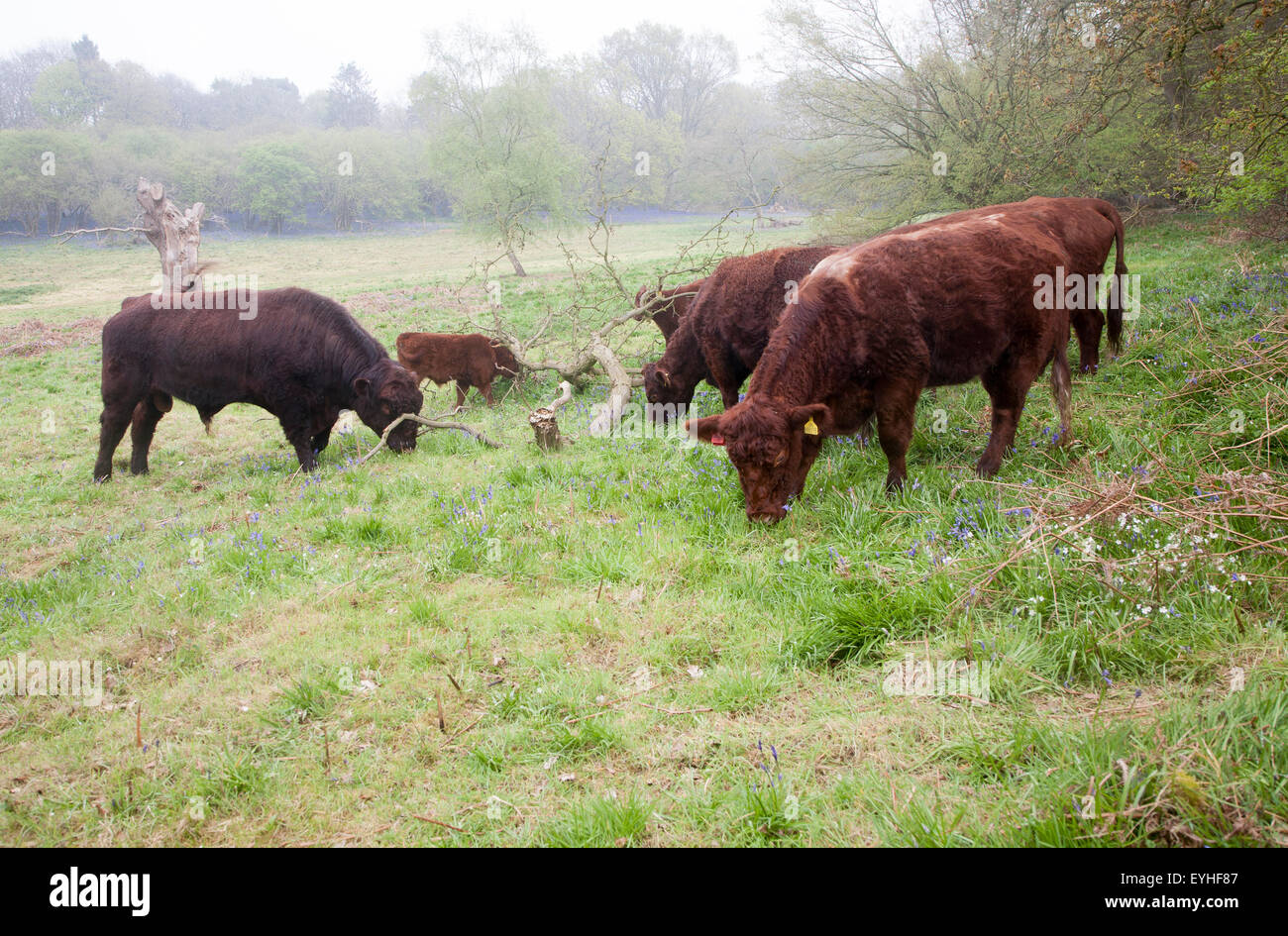 Grazing cow cows hi-res stock photography and images - Alamy
