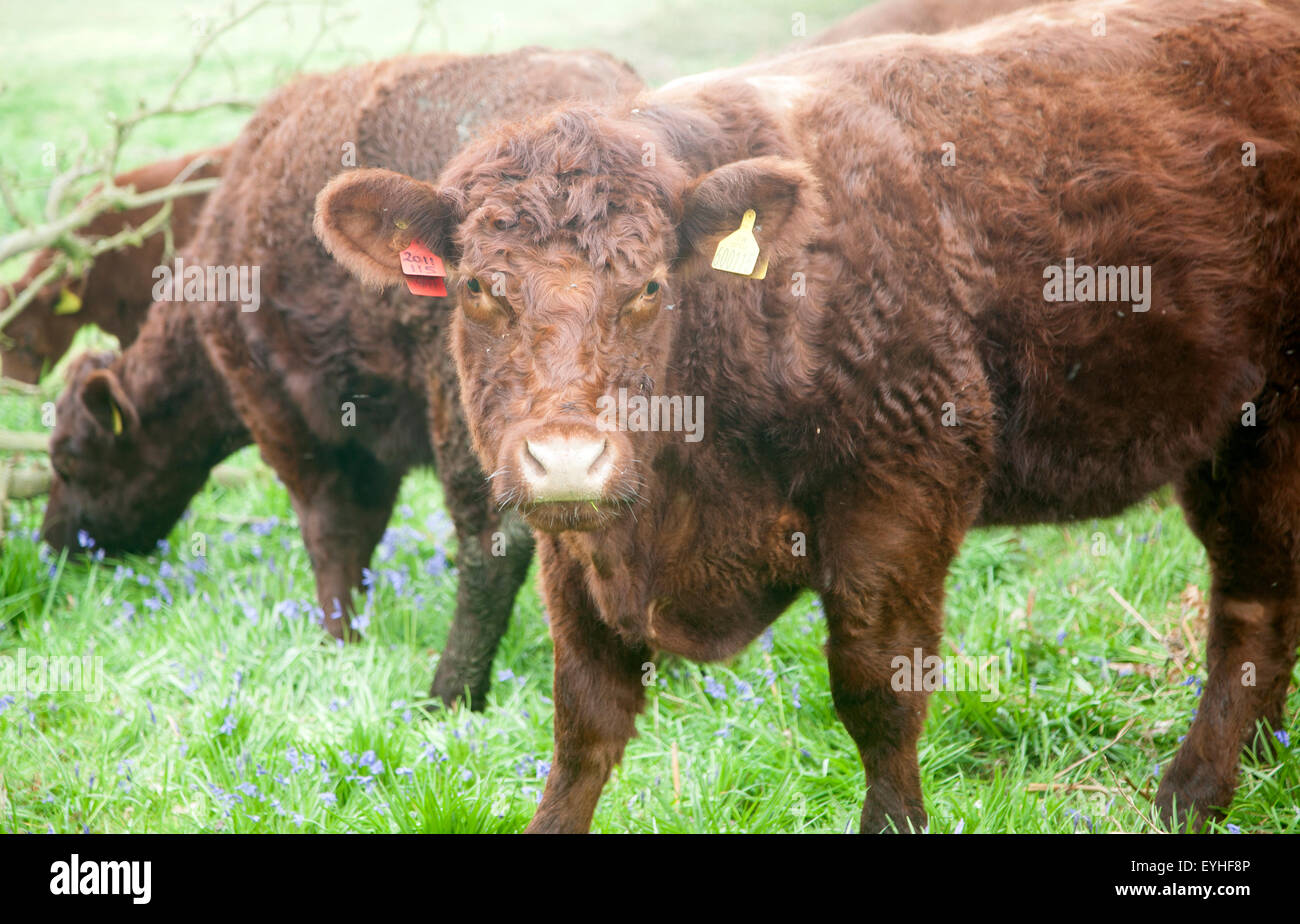 Red poll cattle hi-res stock photography and images - Alamy