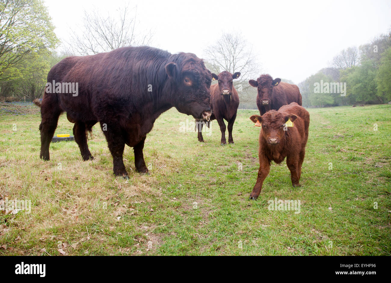 Red poll cattle cow calf hi-res stock photography and images - Alamy