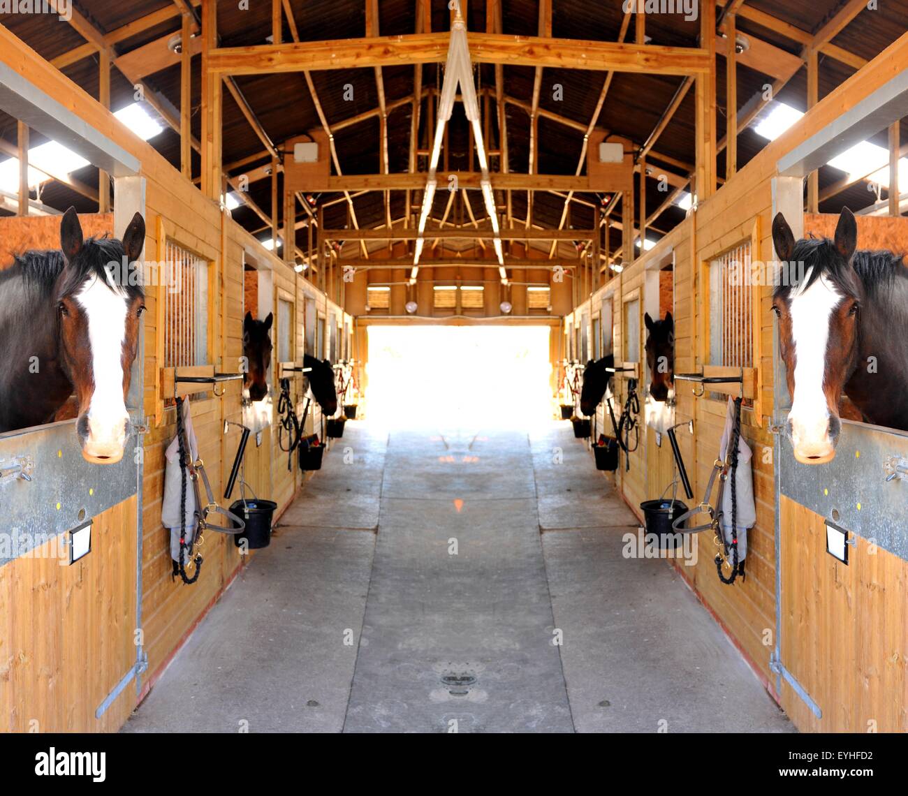 Portrait of a horse at the stables Stock Photo - Alamy