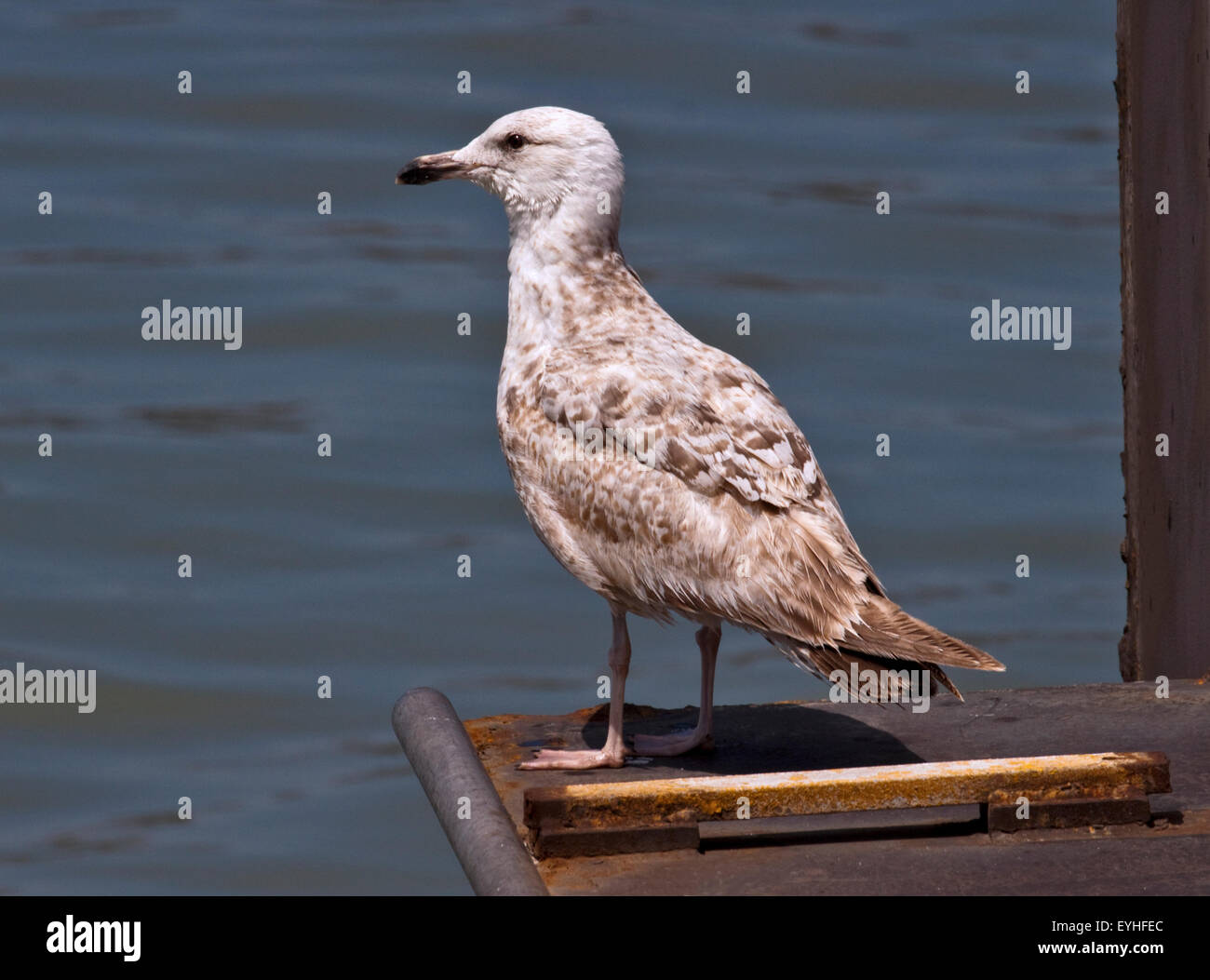 Juvenile seagull hi-res stock photography and images - Alamy