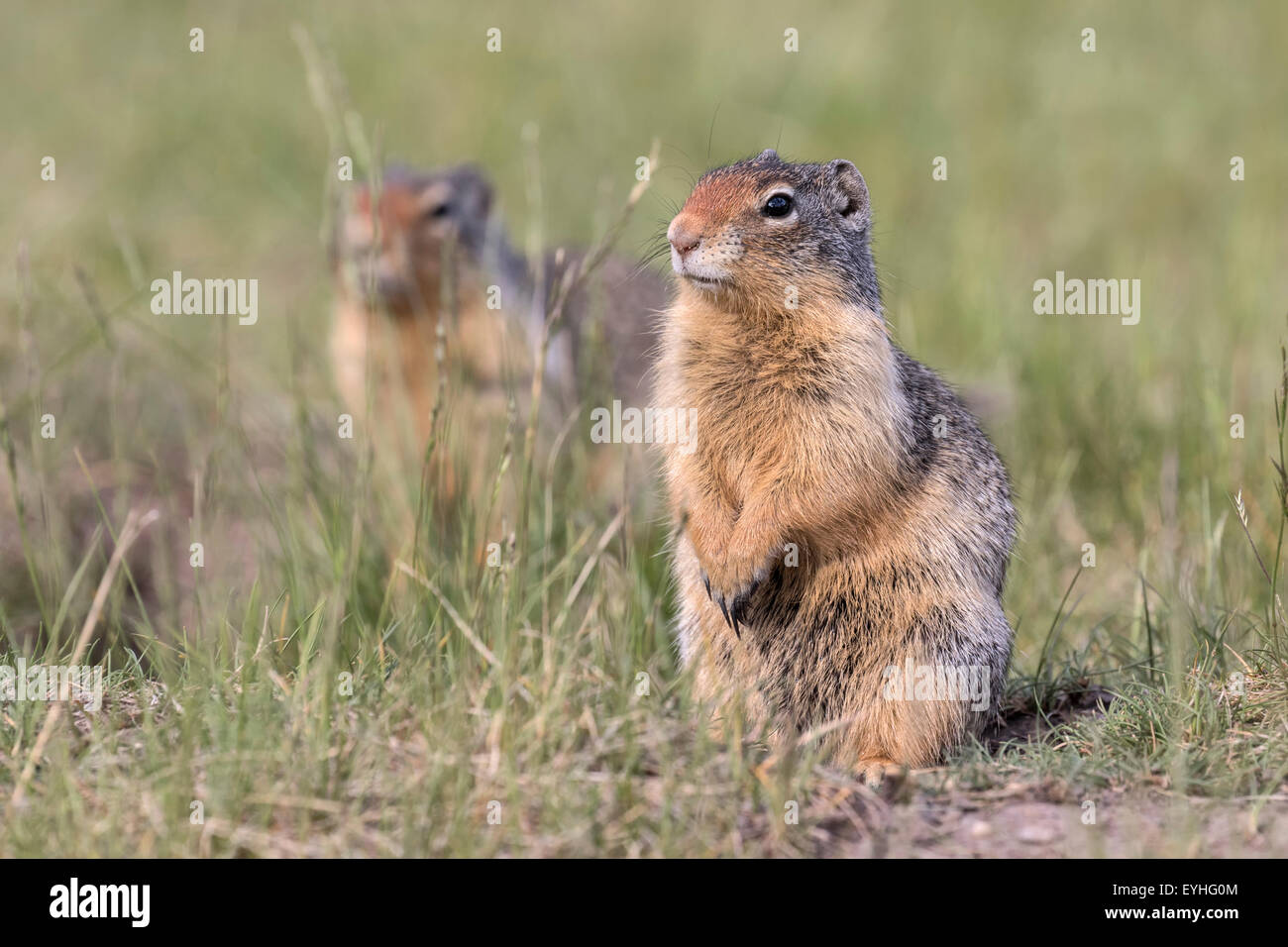 Columbian Ground Squirrel Stock Photo - Alamy