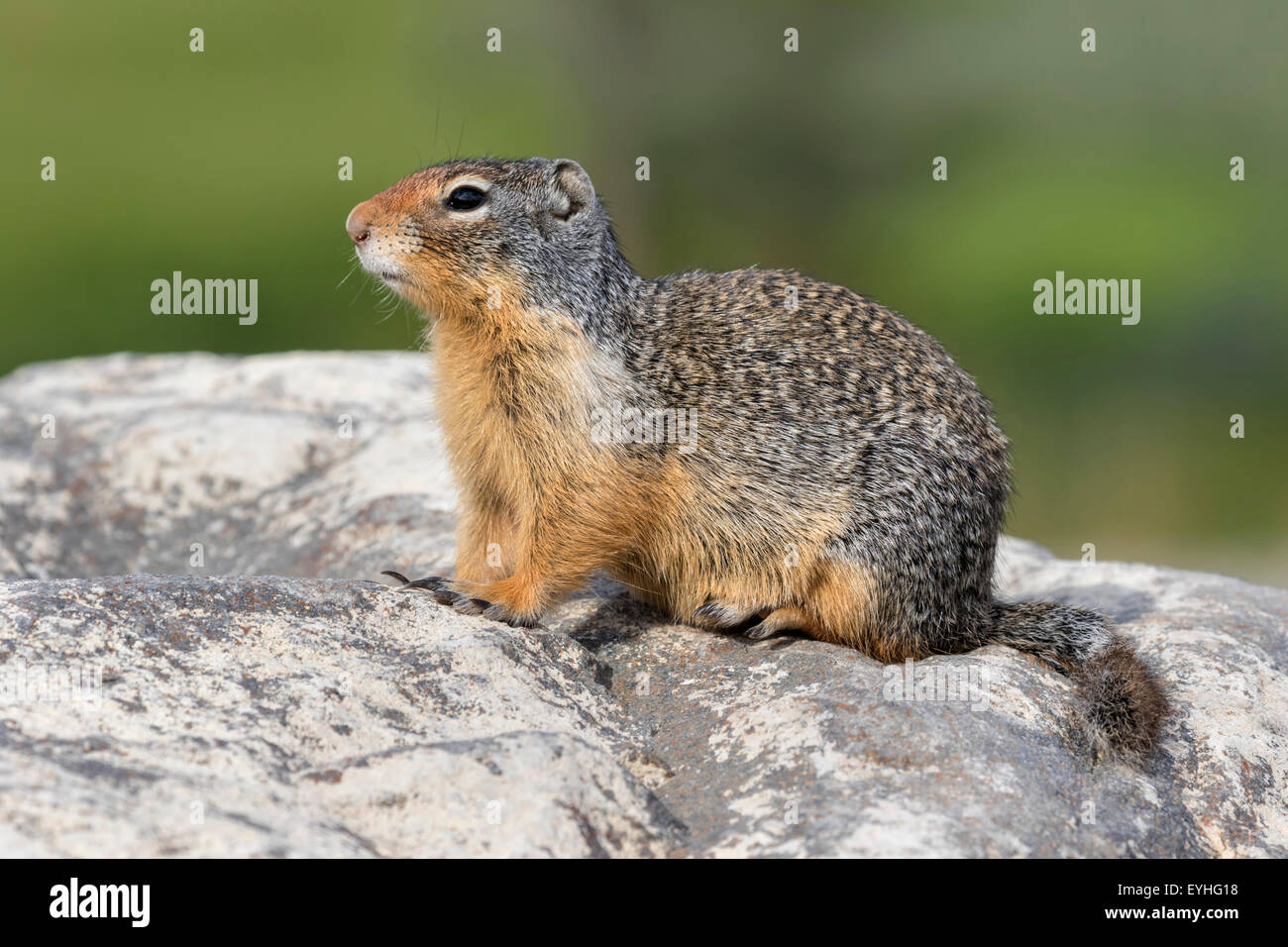 Columbian wildlife hi-res stock photography and images - Alamy