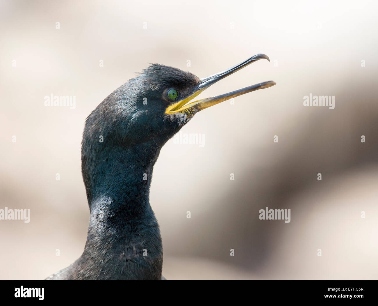 Adult Shag at the Farne Islands Stock Photo - Alamy