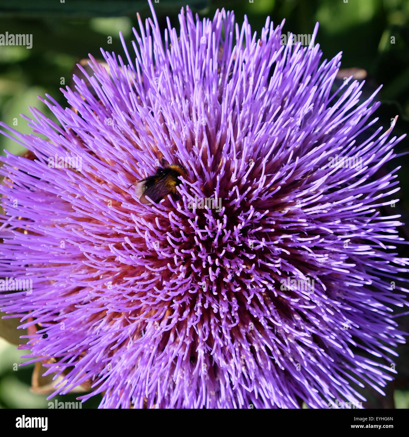 Large Purple Flower Head