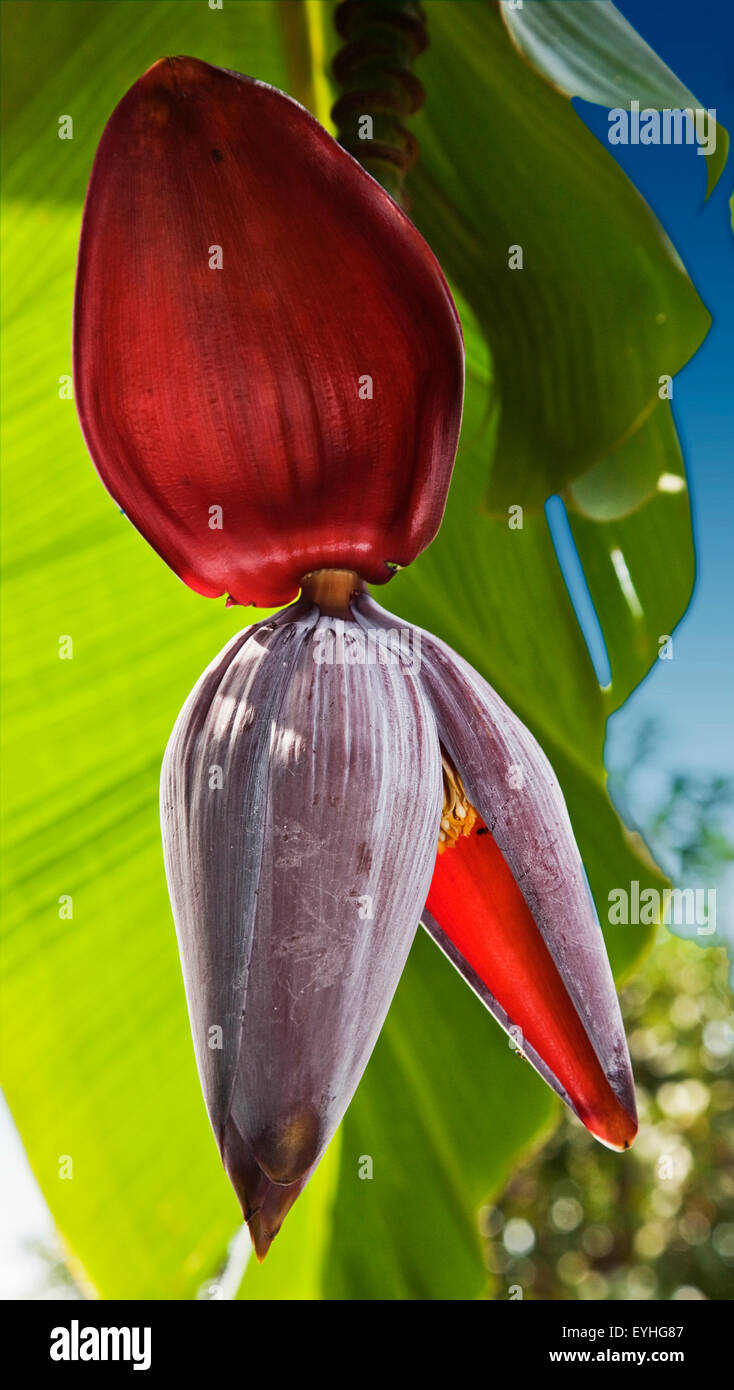 Banana Flower High Resolution Stock Photography and Images - Alamy