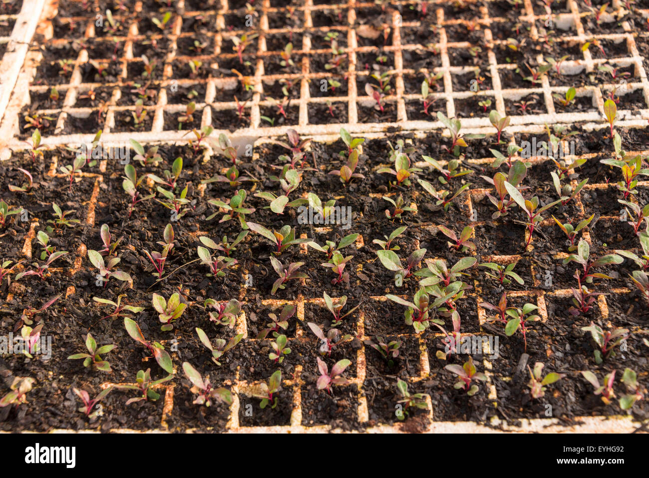 Gum tree seedlings hi-res stock photography and images - Alamy