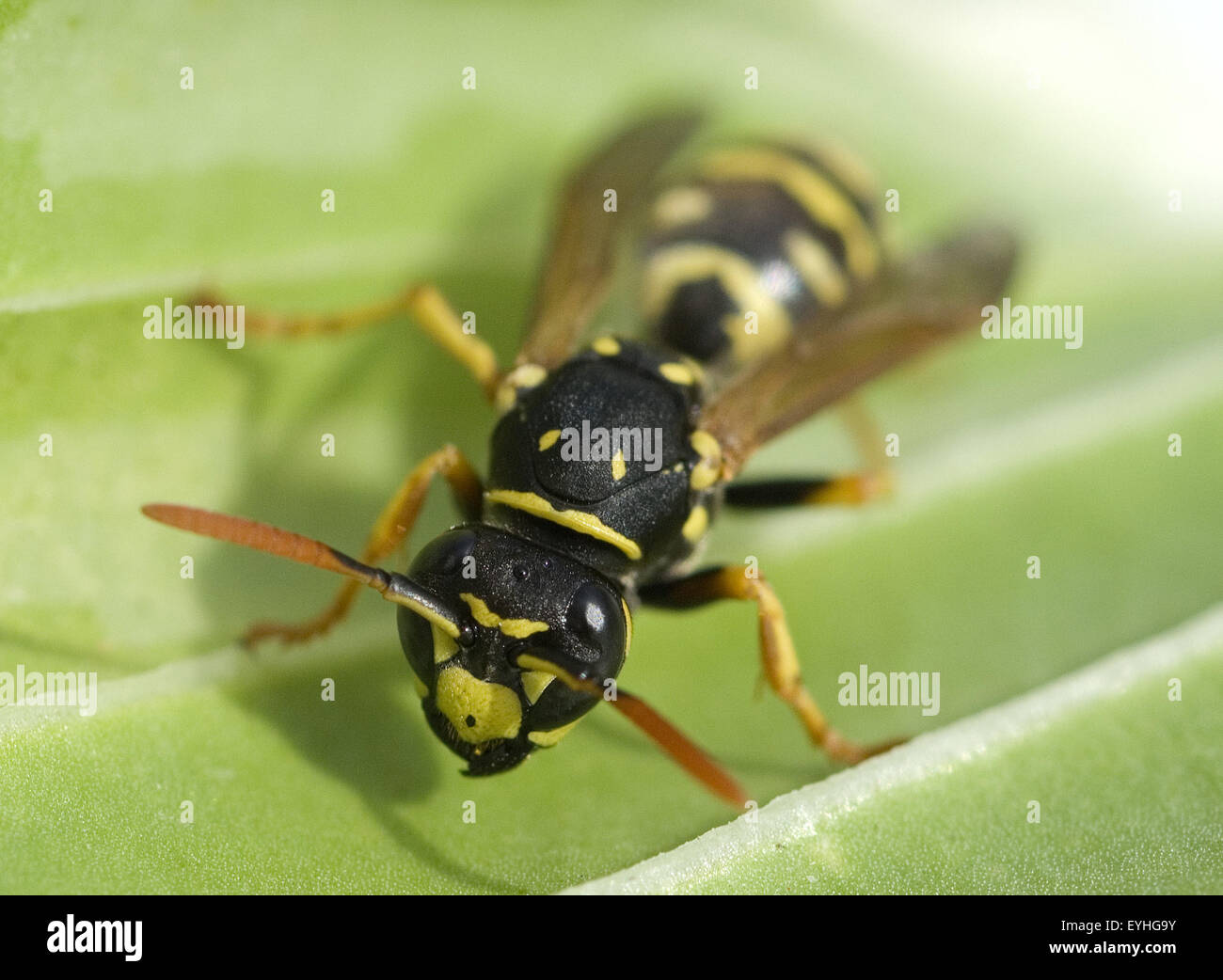 Wespe, Vespula, germanica Stock Photo - Alamy