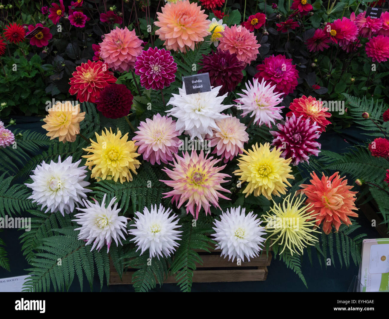 Display of different coloured dahlia species RHS Cheshire Flower Show ...