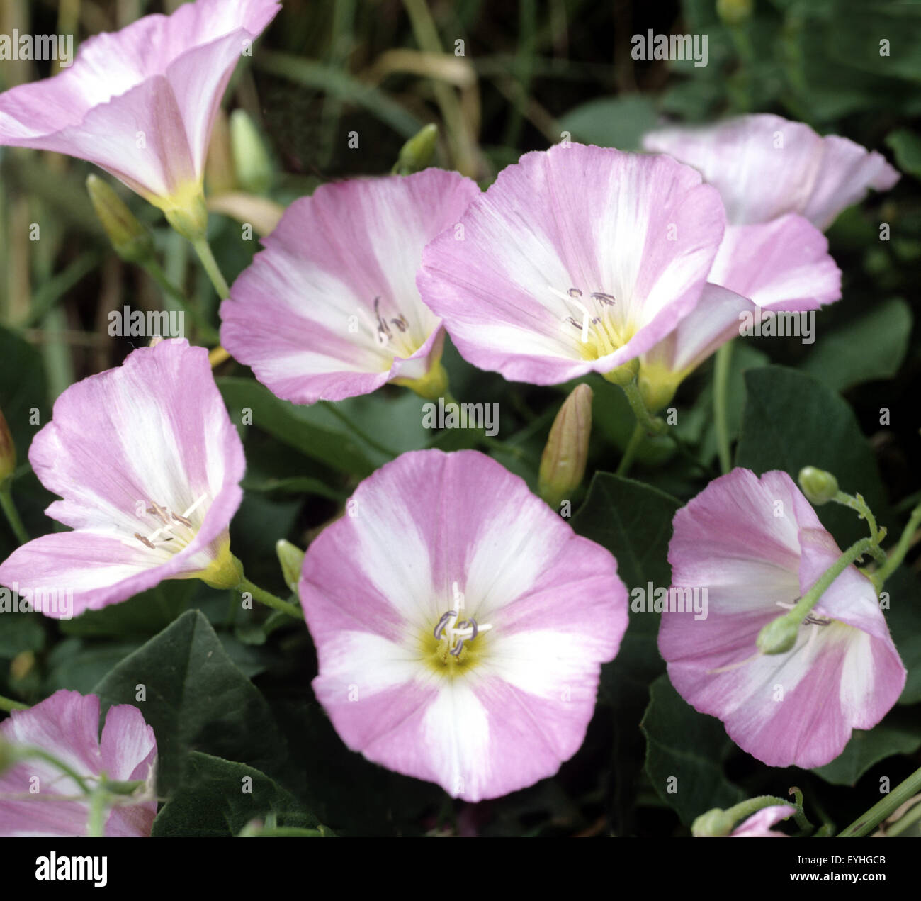 Ackerwinde, Convolvulus arvensis, Heilpflanzen Stock Photo - Alamy