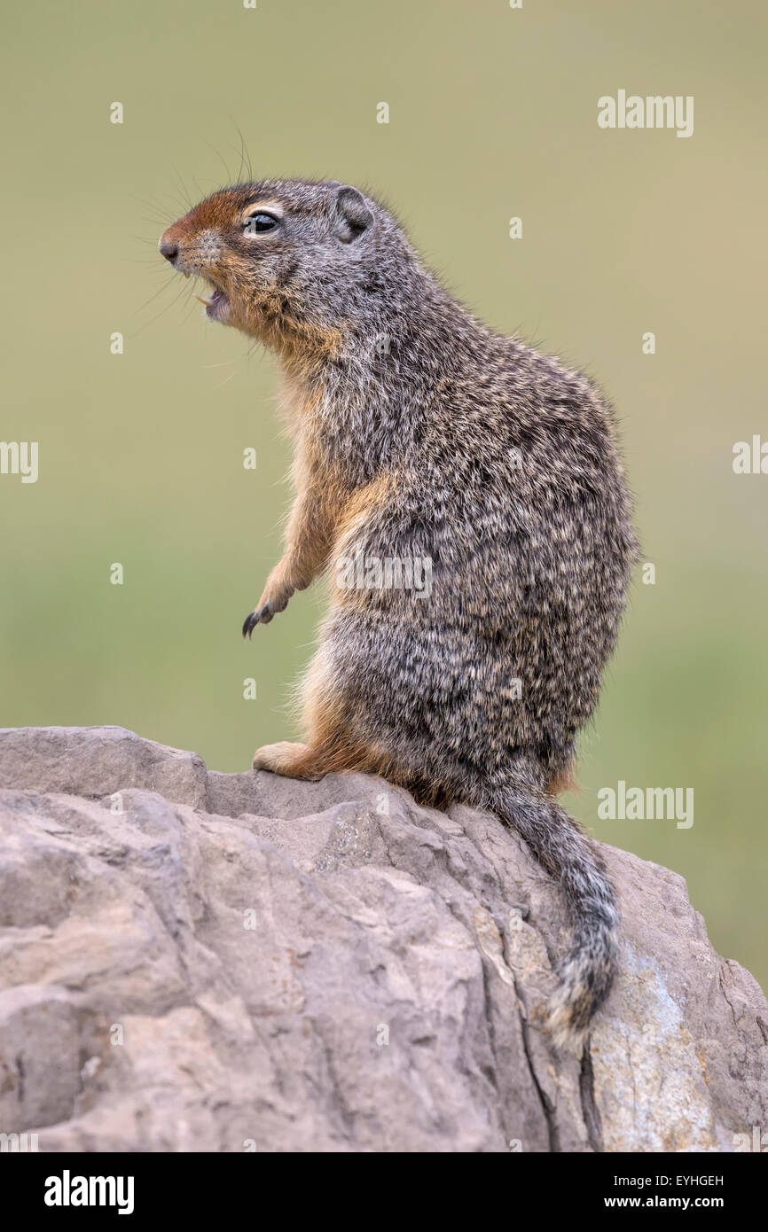 Columbian Ground Squirrel Stock Photo - Alamy