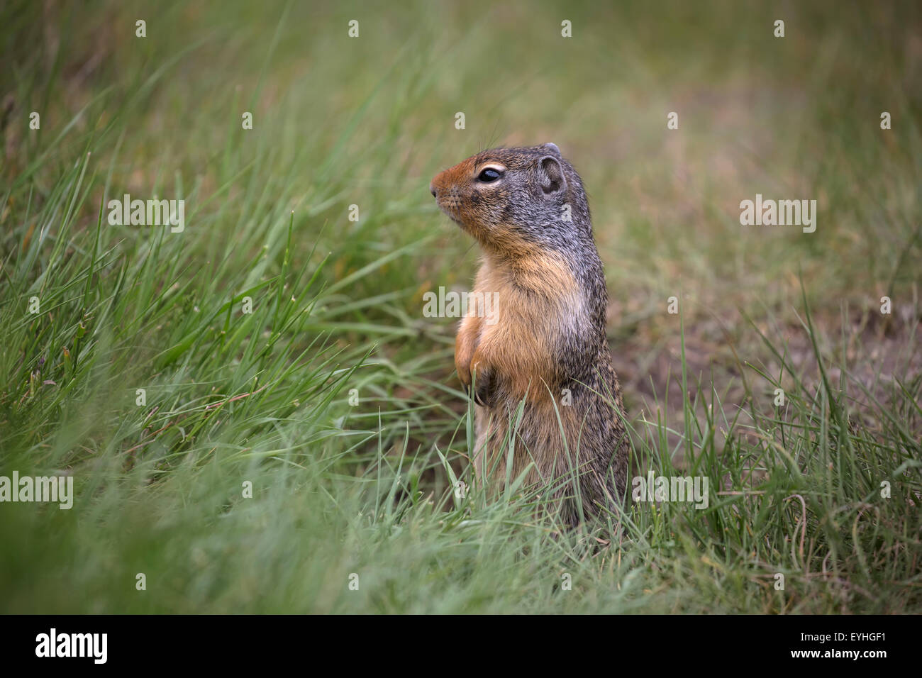 North american ground squirrel hi-res stock photography and images - Alamy