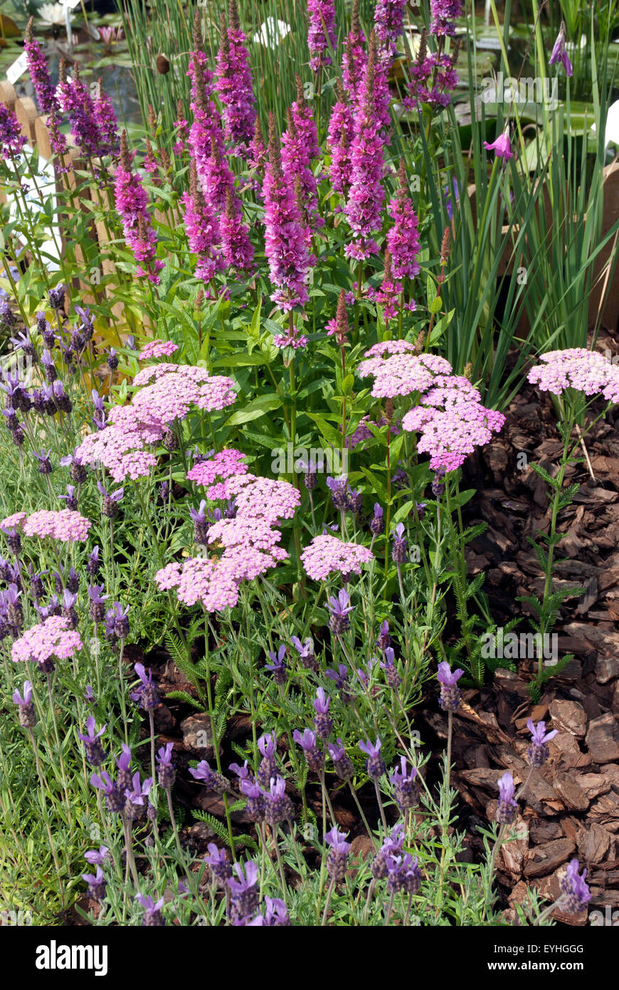 Waterside plants hi-res stock photography and images - Alamy