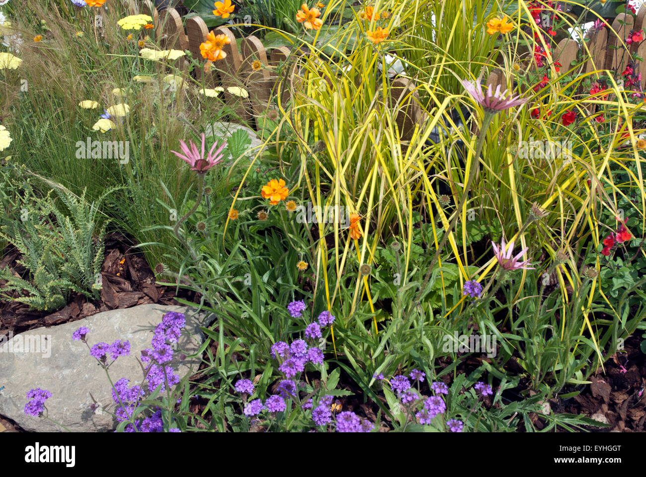 Waterside plants hi-res stock photography and images - Alamy