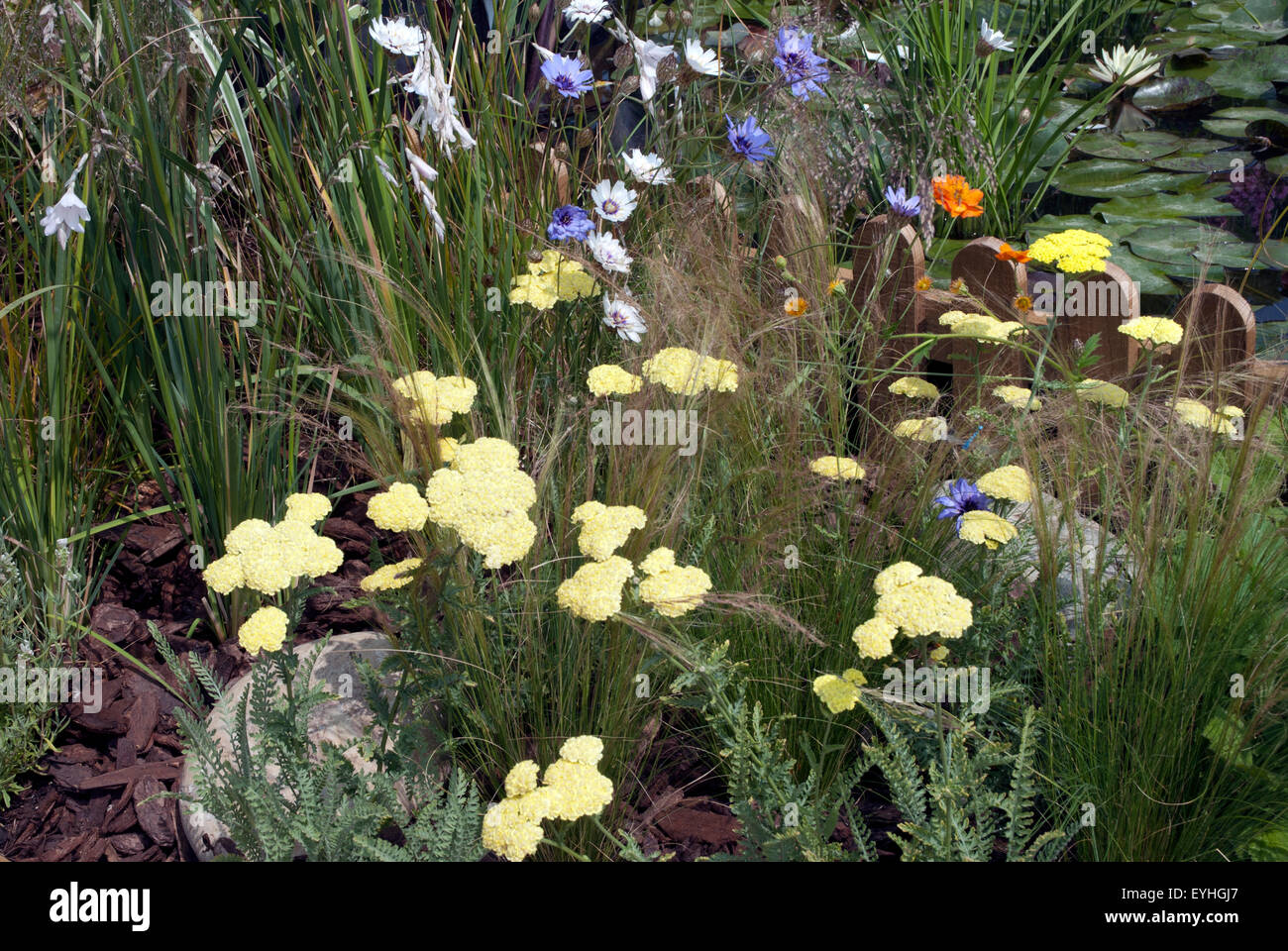 Waterside garden plants, West London garden, England UK Stock Photo - Alamy