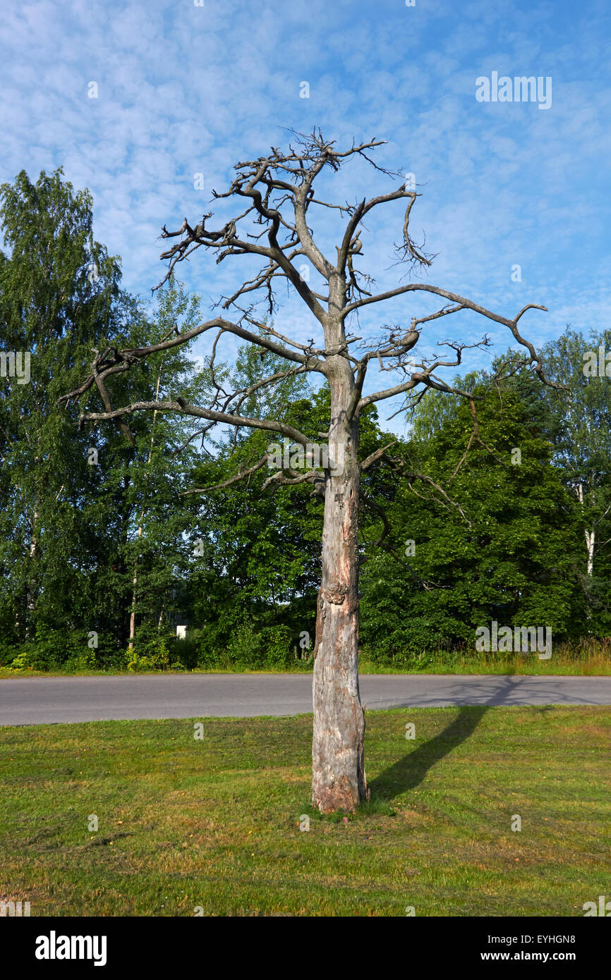 Dead standing hi-res stock photography and images - Alamy