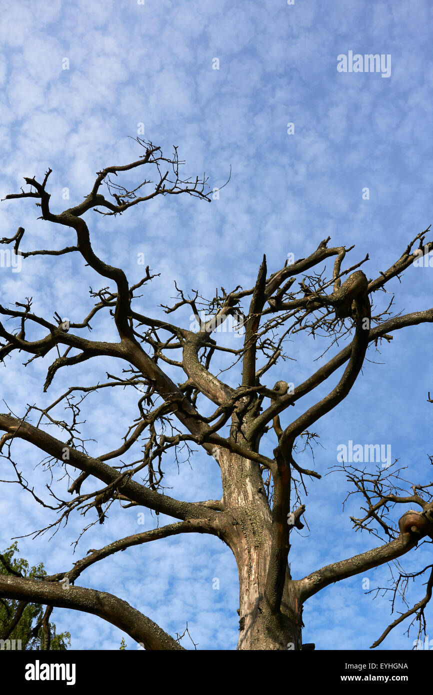 Barkless tree hi-res stock photography and images - Alamy