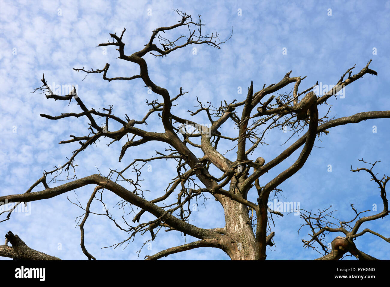 Barkless tree hi-res stock photography and images - Alamy