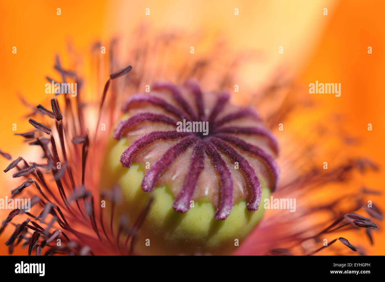 Center of red poppy flower Stock Photo - Alamy
