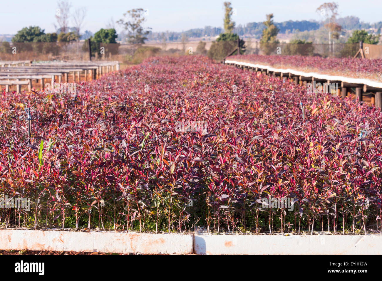 Gum tree seedlings hi-res stock photography and images - Alamy
