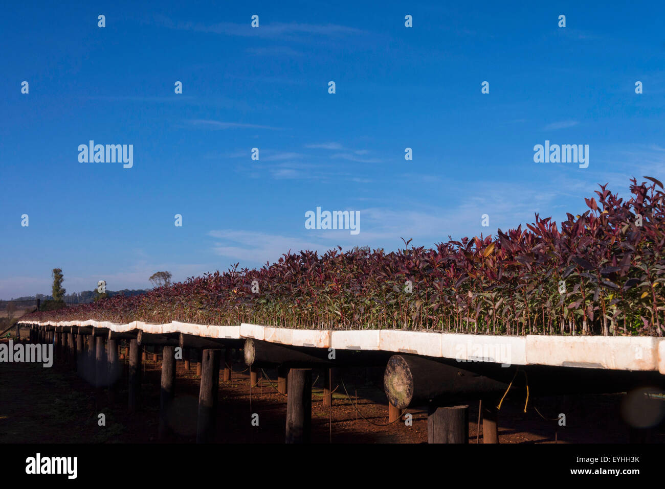 Gum tree seedlings hi-res stock photography and images - Alamy