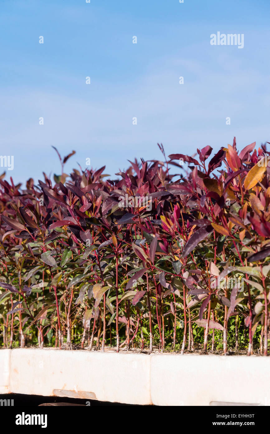 Gum tree seedlings hi-res stock photography and images - Alamy