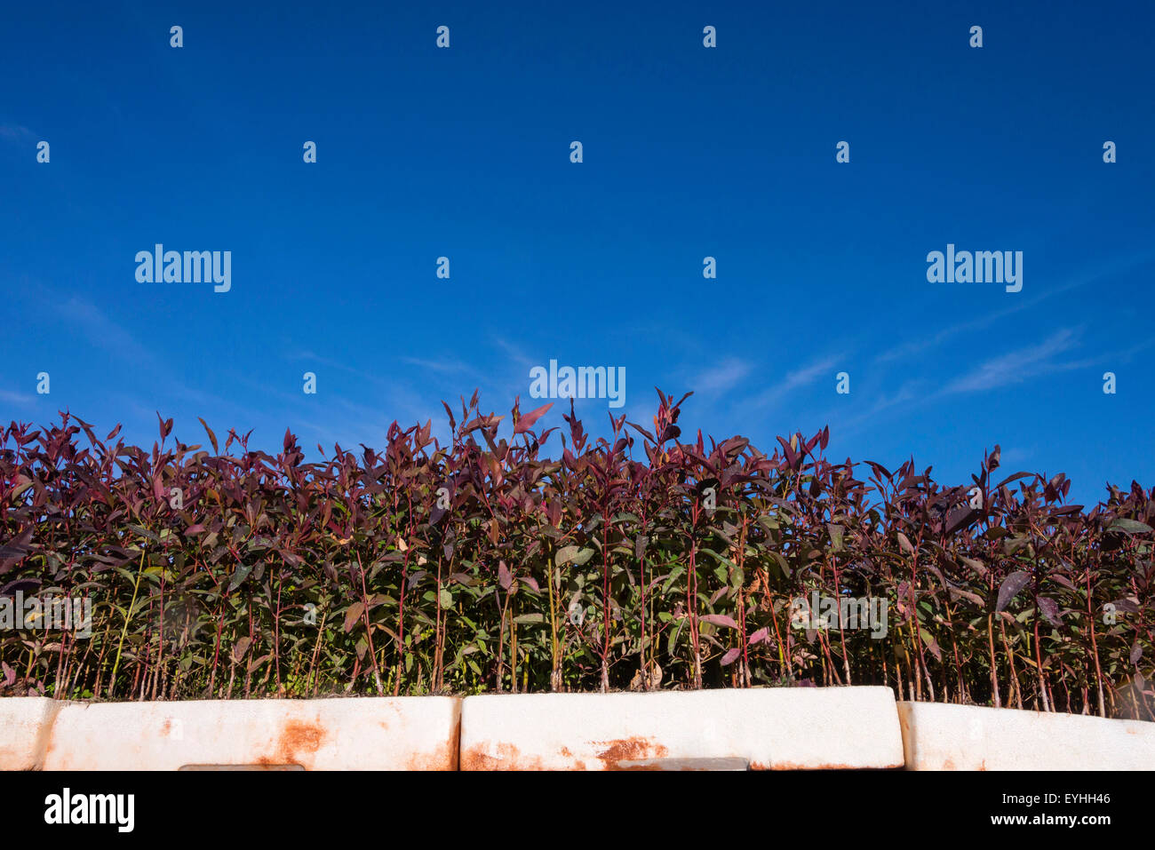 Gum tree seedlings hi-res stock photography and images - Alamy