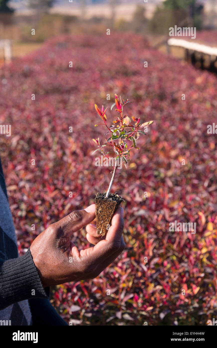 Gum tree seedlings hi-res stock photography and images - Alamy