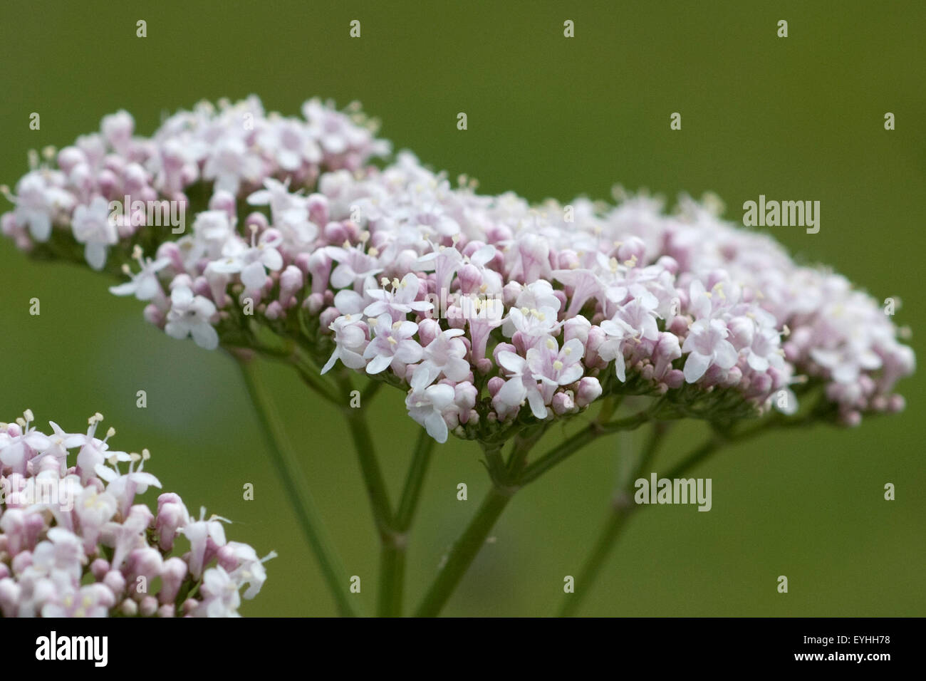 Baldrian; Baldrianbluete; Valeriana; officinalis Stock Photo - Alamy