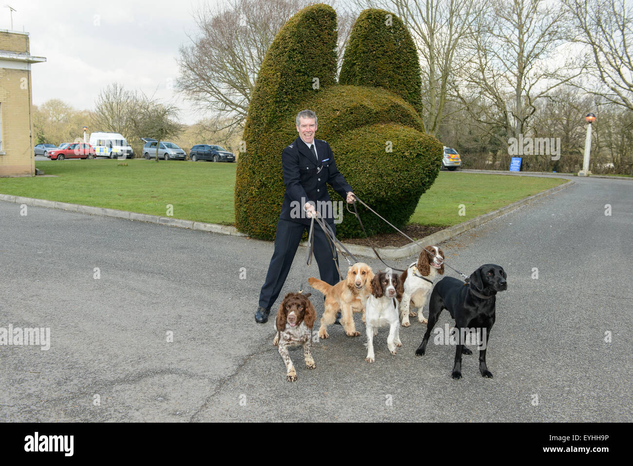 An instructor at the Metropolitan Police Dog School with dogs that have ...