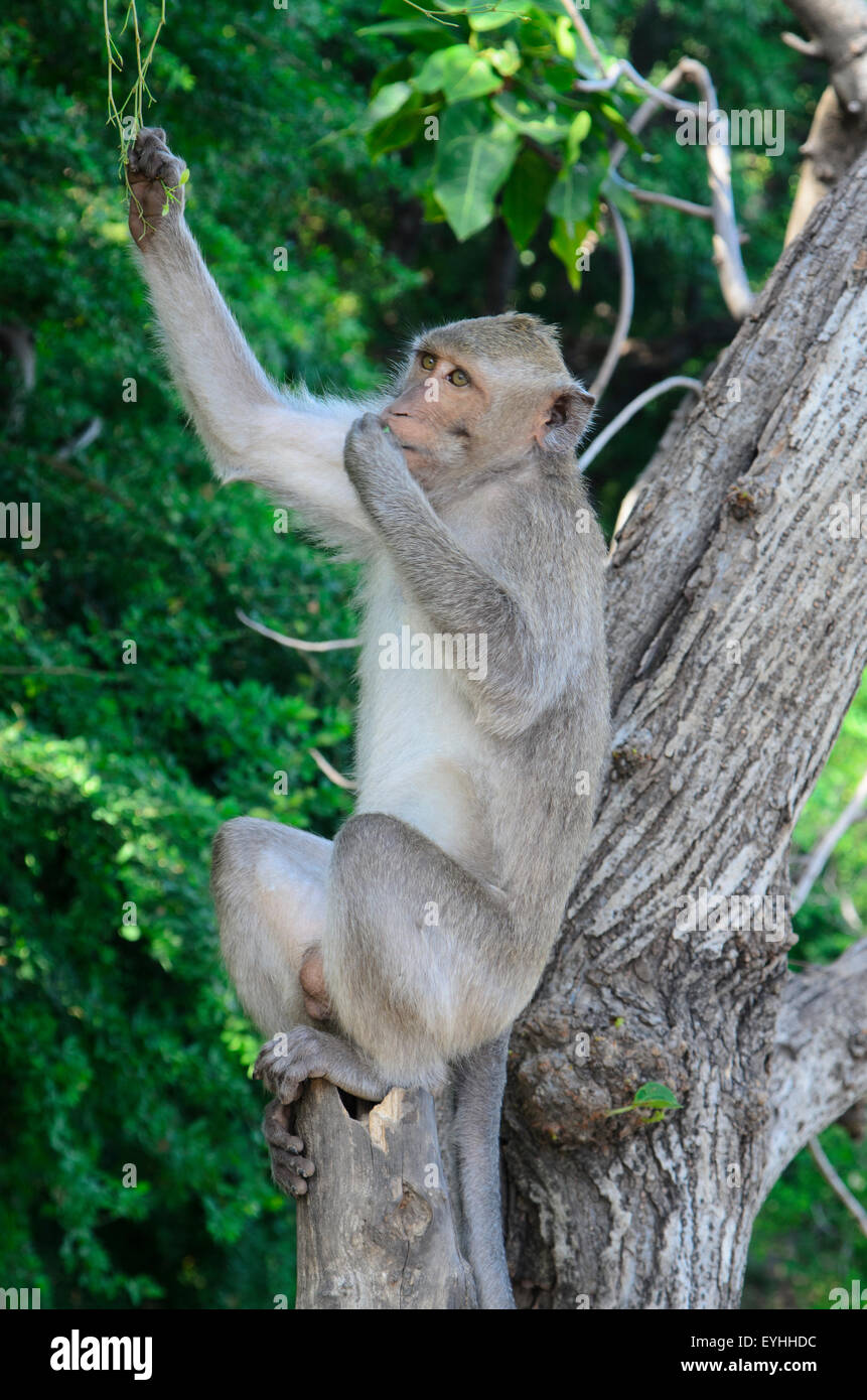 Monkey eating fruit from a tree hi-res stock photography and images - Alamy