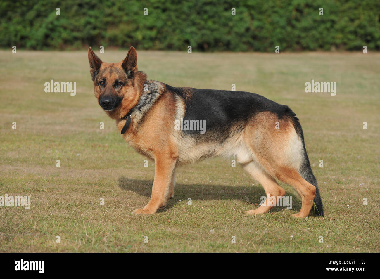 Side profile of a male German Shepherd Dog which is an operational ...