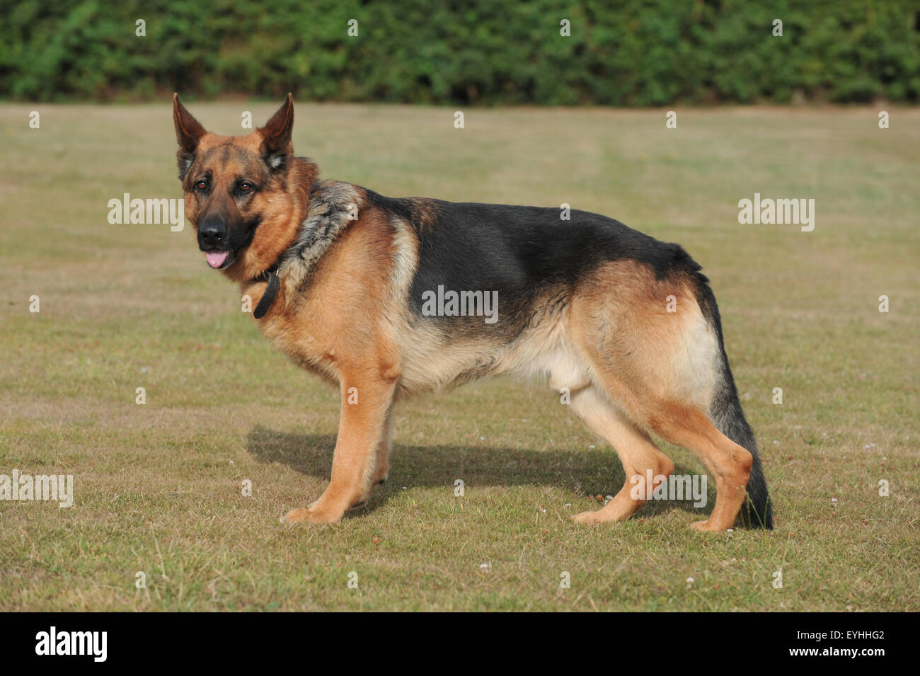 Are There Effects When A Male German Shepherd