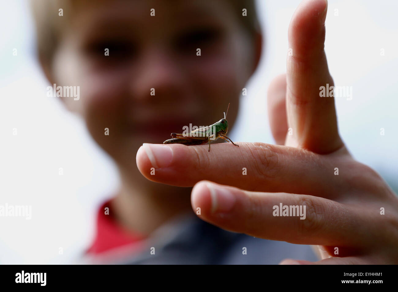 Grasshopper on the finger of young boy Stock Photo - Alamy