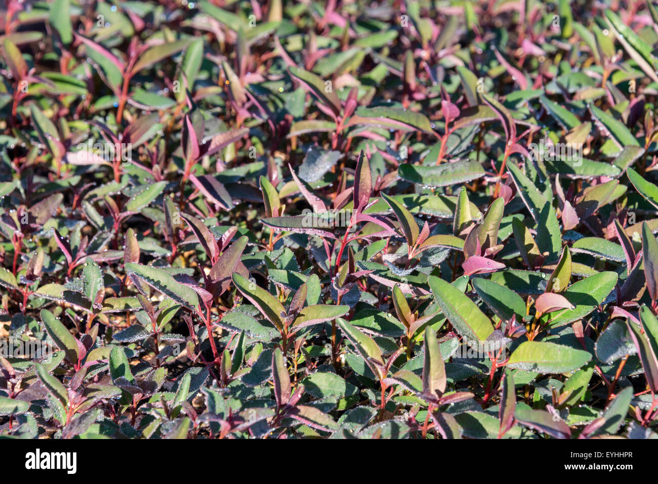 Gum tree seedlings hi-res stock photography and images - Alamy