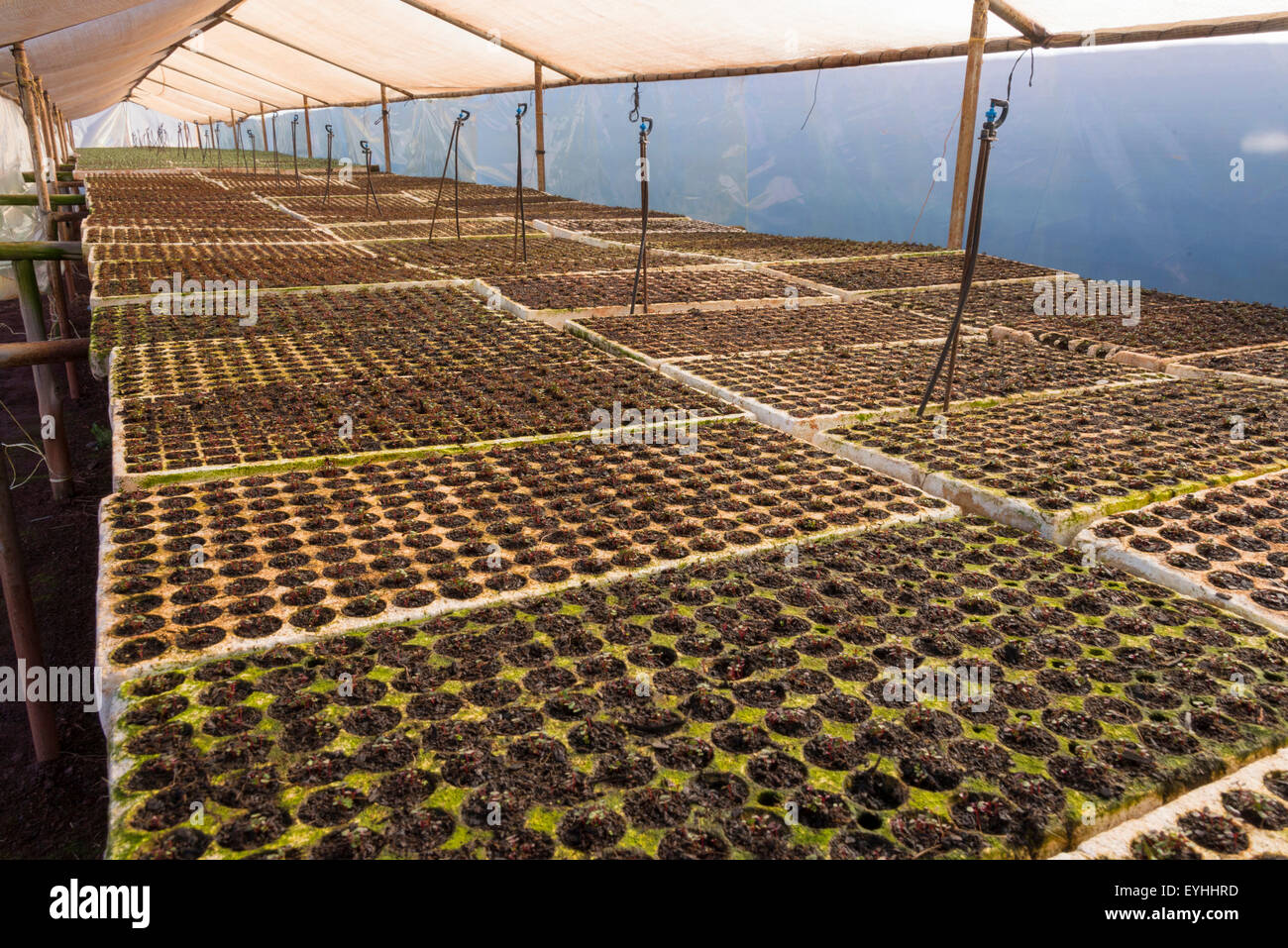 Tree seedlings nursery hi-res stock photography and images - Alamy