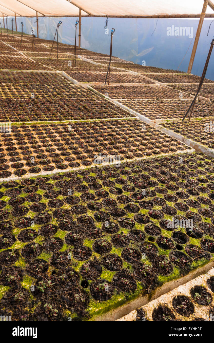 Tree seedlings nursery hi-res stock photography and images - Alamy