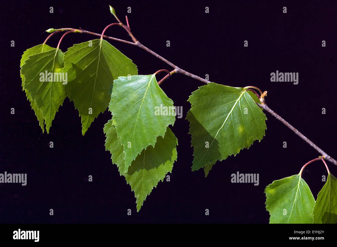 Weiss birke hi-res stock photography and images - Alamy