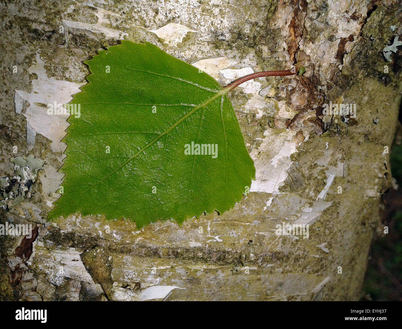 Birke blatt hi-res stock photography and images - Alamy