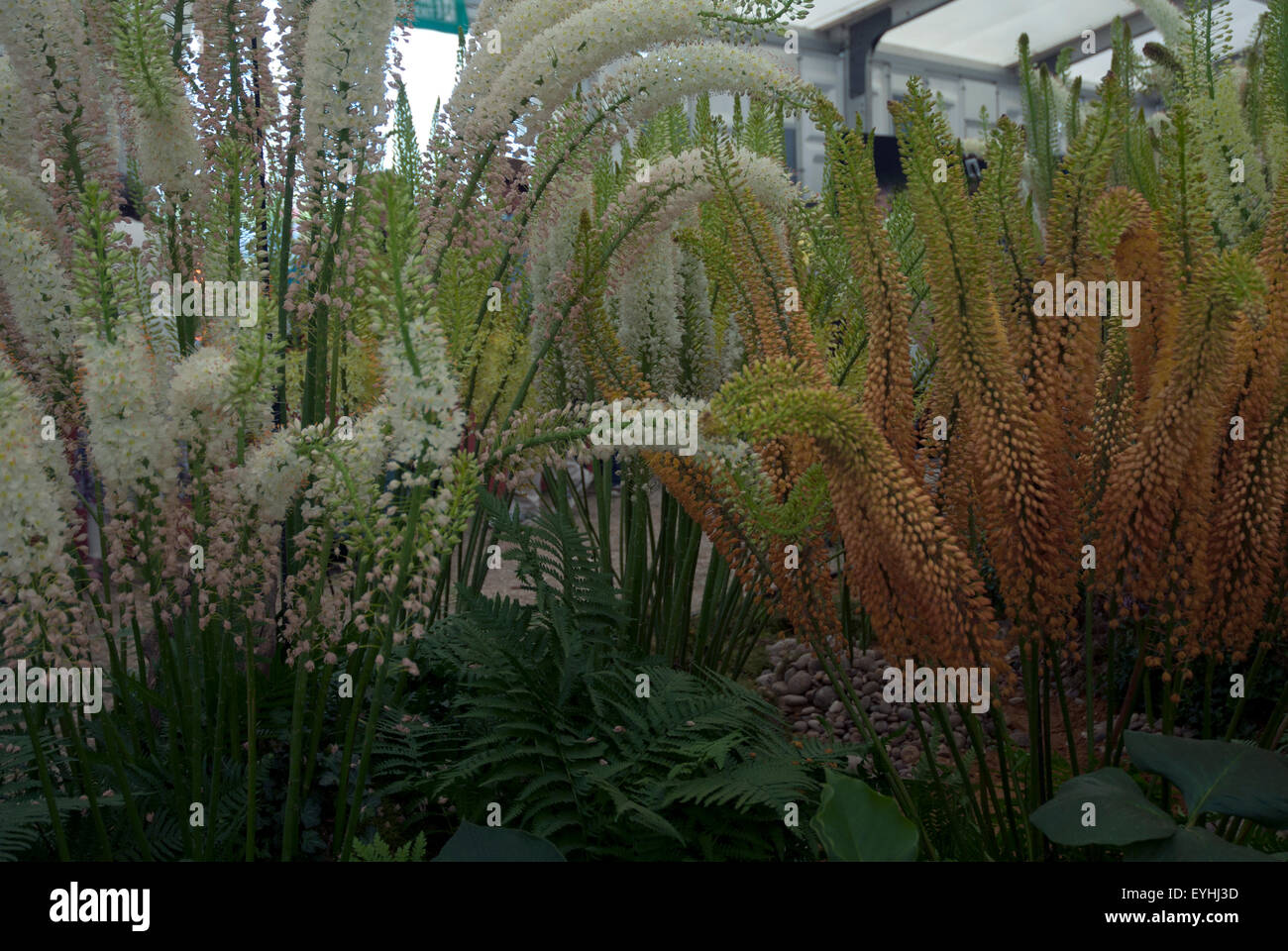 Foxtail lilies - Eremurus - flowering in a west London garden, England ...