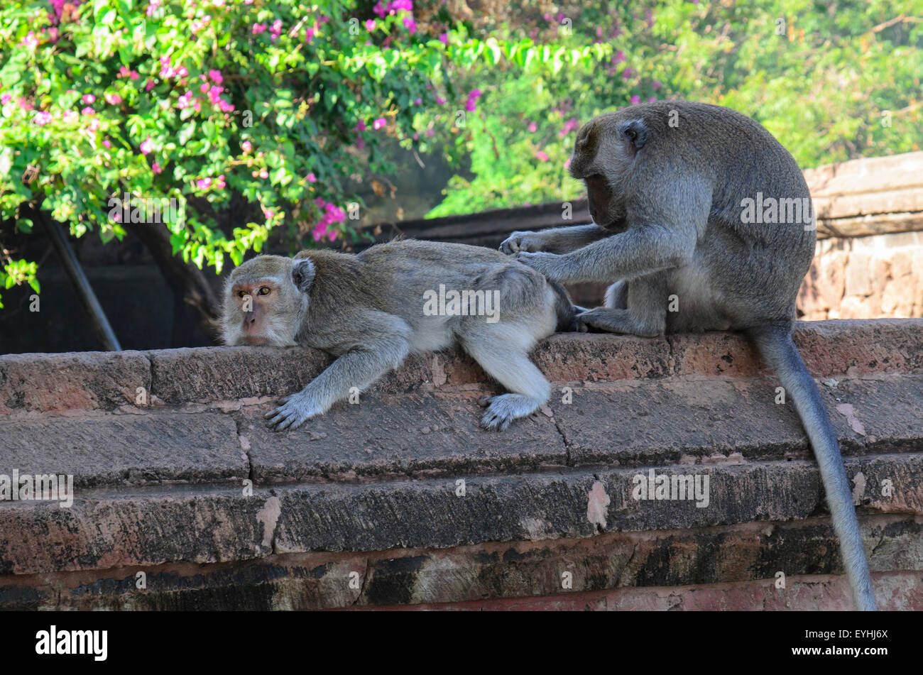 A crab eating or long tailed macaque monkey, Macaca fascicularis ...