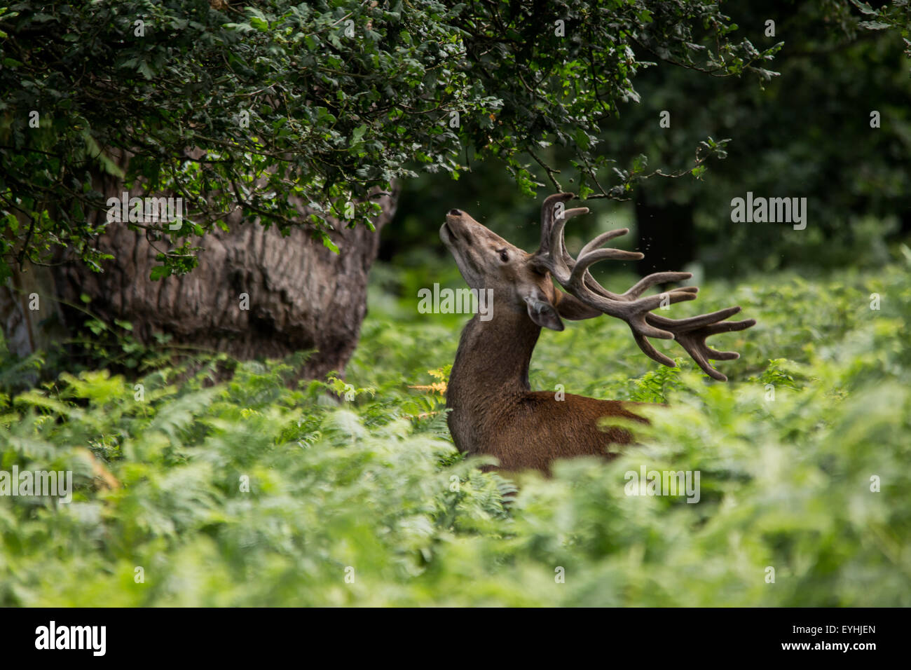 A photograph of a wild Stag Deer in Richmond Park, London Stock Photo ...